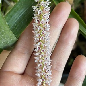 Orquídeas Adultas - Orquídeas & Cia