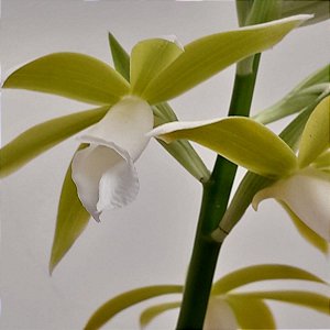 Terrestres - Orquídeas & Cia
