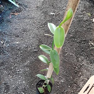 Orquídeas & Cia