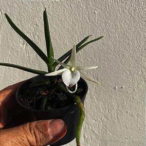 Mini e Micro Orquídeas - Orquídeas & Cia