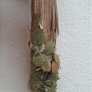 Orquídeas Brasileiras - Orquídeas & Cia