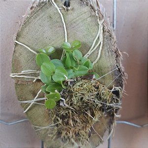 Mini e Micro Orquídeas - Orquídeas & Cia