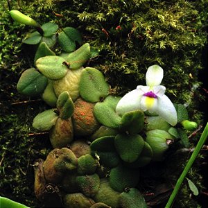 Mini e Micro Orquídeas - Orquídeas & Cia