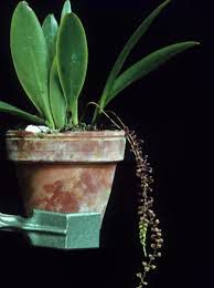 Orquidario em Mogi Mirim/SP - As mais lindas Orquídeas!