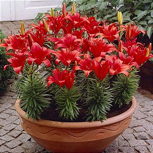 Bromélias Flores de Cera e Frutíferas