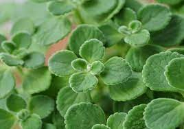 Orquidario em Mogi Mirim/SP - As mais lindas Orquídeas!