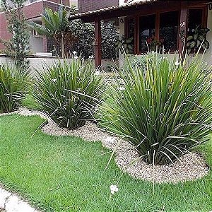 Folhagens Plantas Medicinais e Temperos | Orquidario Mogi Mirim