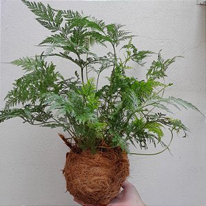 Meu Kokedama