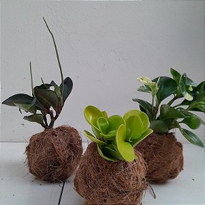 Meu Kokedama