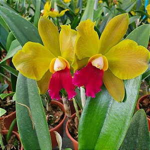 Cattleya - Orquidário Suzuki