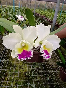 BLACK FRIDAY - Orquidário Suzuki