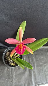 PLANTAS ÚNICAS - Orquidário Suzuki