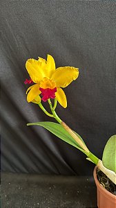 PLANTAS ÚNICAS - Orquidário Suzuki