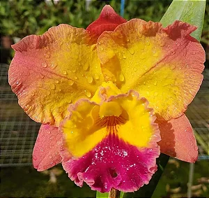 PLANTAS ÚNICAS - Orquidário Suzuki