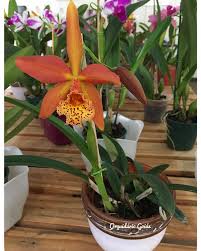 PLANTAS ÚNICAS - Orquidário Suzuki