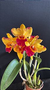 PLANTAS ÚNICAS - Orquidário Suzuki