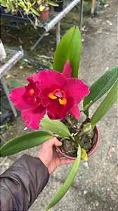 PLANTAS ÚNICAS - Orquidário Suzuki