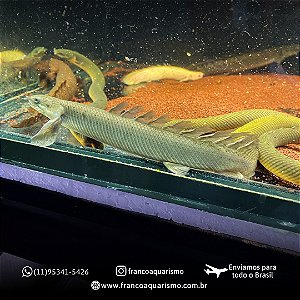 Polypterus - Franco Aquarismo | A Nº1 quando se trata de qualidade e ...