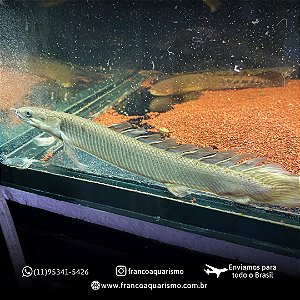 Polypterus - Franco Aquarismo | A Nº1 quando se trata de qualidade e ...