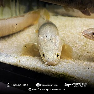 Polypterus - Franco Aquarismo | A Nº1 quando se trata de qualidade e ...