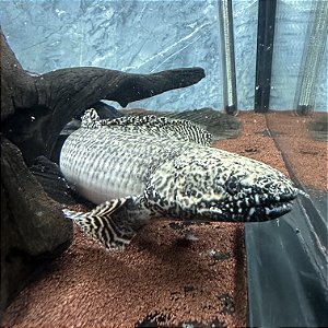 Polypterus - Franco Aquarismo | A Nº1 quando se trata de qualidade e ...