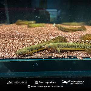 Polypterus - Franco Aquarismo | A Nº1 quando se trata de qualidade e ...