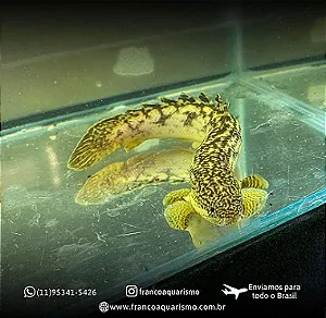 Polypterus - Franco Aquarismo | A Nº1 quando se trata de qualidade e ...