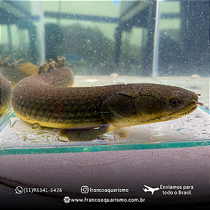 Polypterus - Franco Aquarismo | A Nº1 quando se trata de qualidade e ...