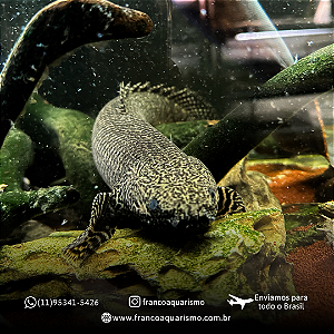 Polypterus - Franco Aquarismo | A Nº1 quando se trata de qualidade e ...