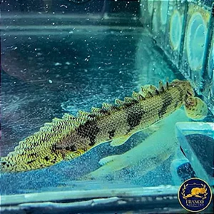 Polypterus - Franco Aquarismo | A Nº1 quando se trata de qualidade e ...