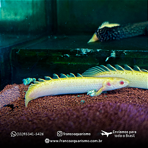 Polypterus - Franco Aquarismo | A Nº1 quando se trata de qualidade e ...