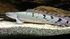 Polypterus - Franco Aquarismo | A Nº1 quando se trata de qualidade e ...