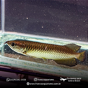 Confira Nossa Variedade de Aruanãs Incríveis
