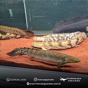 Polypterus - Franco Aquarismo | A Nº1 quando se trata de qualidade e ...