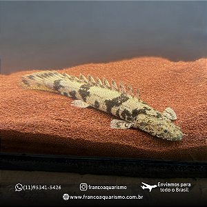 Polypterus - Franco Aquarismo | A Nº1 quando se trata de qualidade e ...