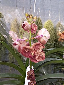 Vandas e Vandáceas - Orquidário Dona Vanda