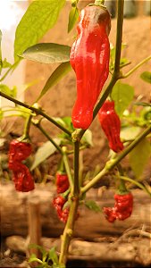 Fractal Sementes Crioulas, PANCs , raridades