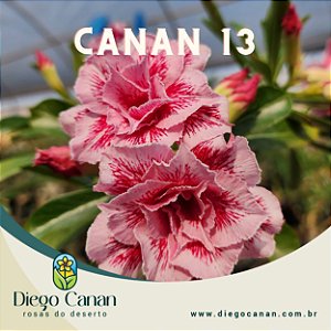 Diego Canan | Rosas do Deserto
