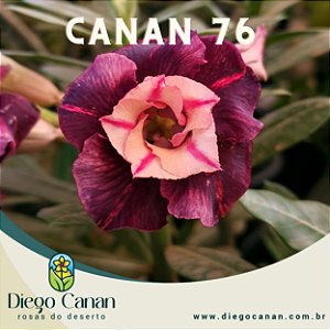 Diego Canan | Rosas do Deserto