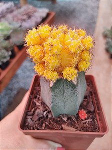 CACTOS - Kátia Ferreira suculentas