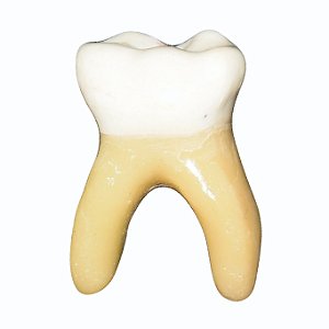 Dentes Decíduos - Tecnodon Manequins Odontológicos