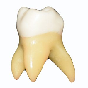 Dentes Decíduos - Tecnodon Manequins Odontológicos