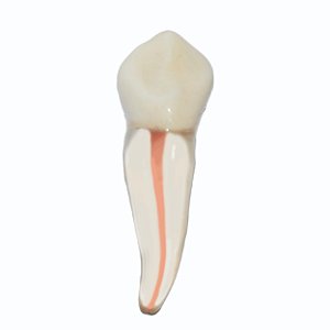 Tecnodon Manequins Odontológicos