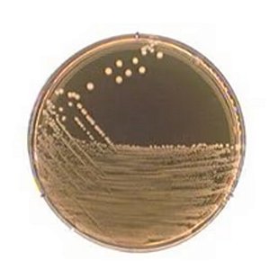 ÁGAR MacCONKEY - 500G - Merck - Petri Lab - Equipamentos e Insumos para ...