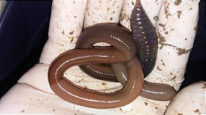 Minhoca Minhocuçu( Consultar disponibilidade) - Minhocas Compostagem e ...