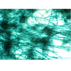 Lâminas Preparadas para Microbiologia - Didática Sp