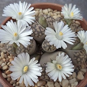 Comprar Sementes de Cactos e Suculentas