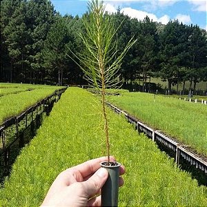 Mudas Pinus taeda Venda Online-Dancruz