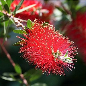 COMPRAR Muda da Flor Caliandra Vermelha-Dancruz Plantas - Dancruz Plantas