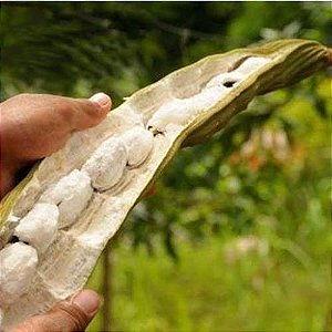 Muda de Ingá Feijão - Inga marginata-Dancruz Plantas - Dancruz Plantas